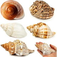 Decorative Natural Conch Sea Shell - Garden Quality 6"-8", Imperfect ...