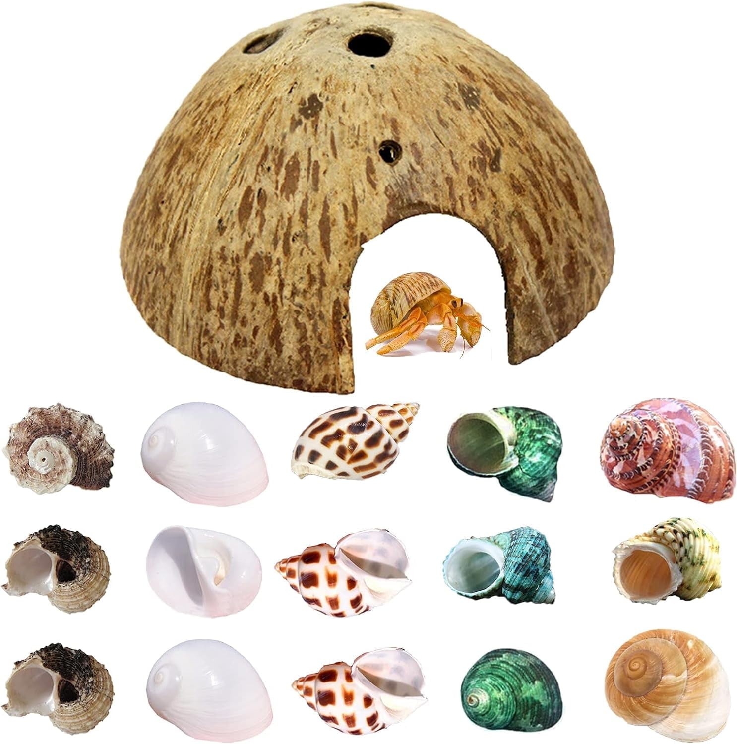 Sinkoo Hermit Crab Shell Growth Seashells 15 Pcs (7 Types) Natural ...