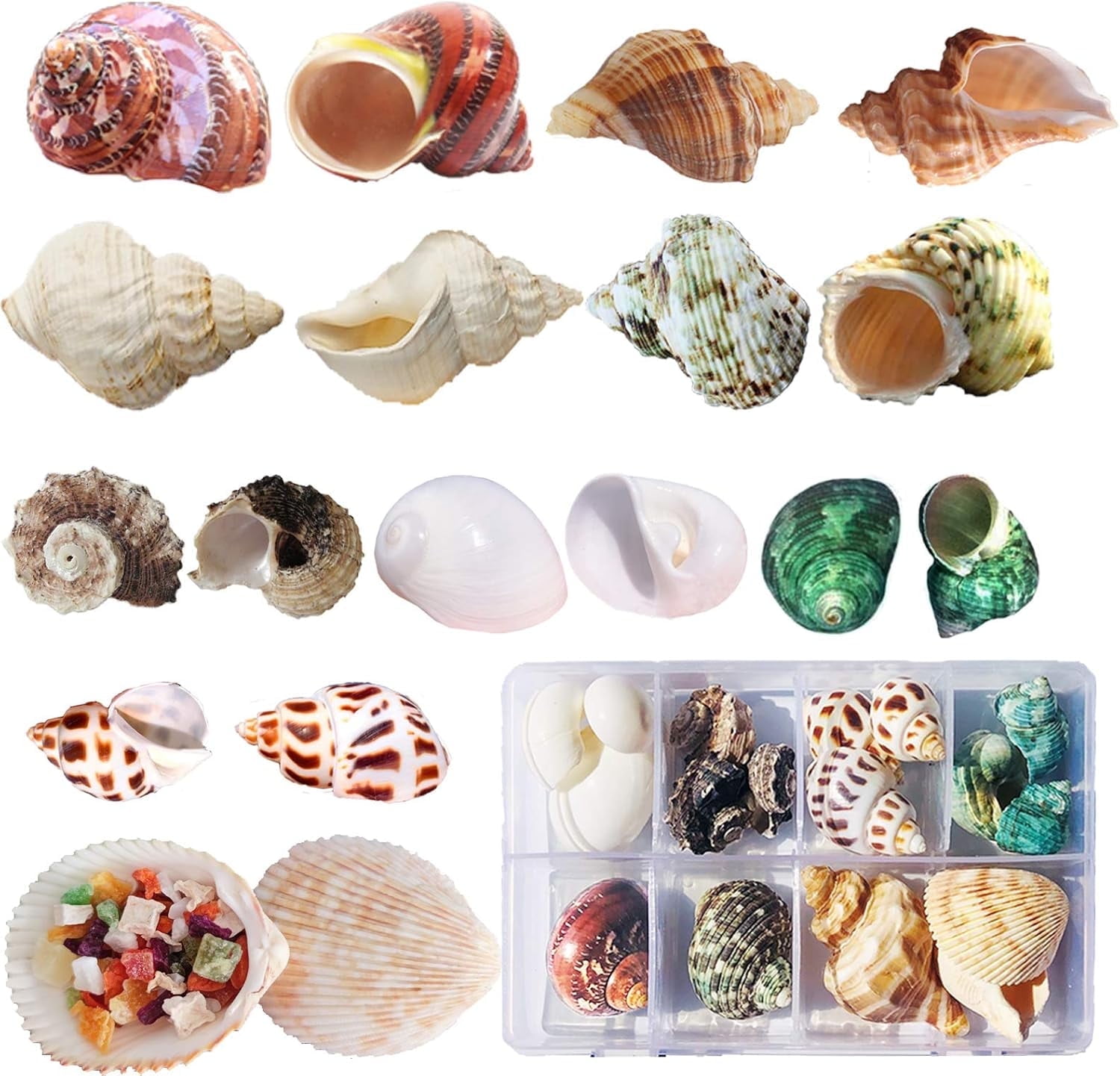 Sinkoo Hermit Crab Shells 17 Pcs (9 Types) Medium Small Growth Turbo ...