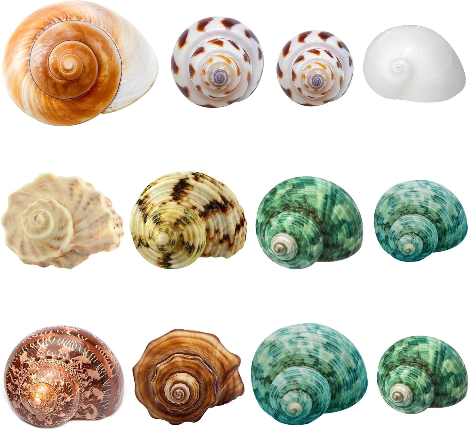 Sinkoo Hermit Crab Shells Medium and Large,12Pcs Growth Turbo Seashells ...