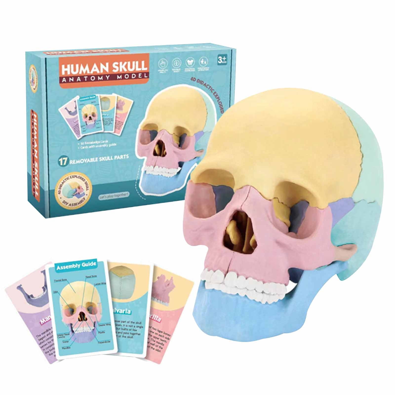 SIYTUAU 4D Human Skull Model Assembly Kit Detachable Anatomy Specimen ...