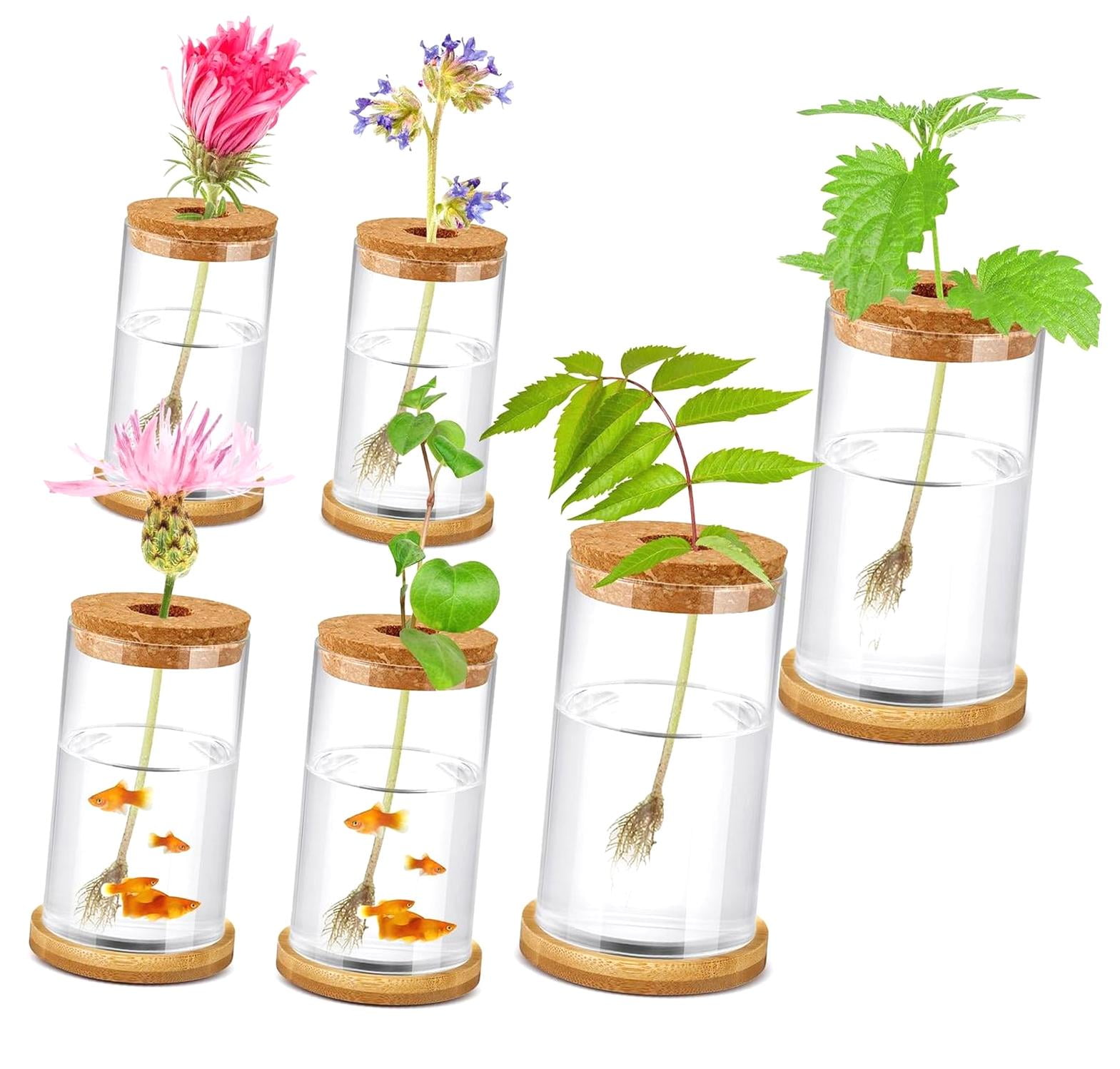 SJJ 6 Pcs Glass Terrariums for Desktop with Cork and Wooden Base for ...