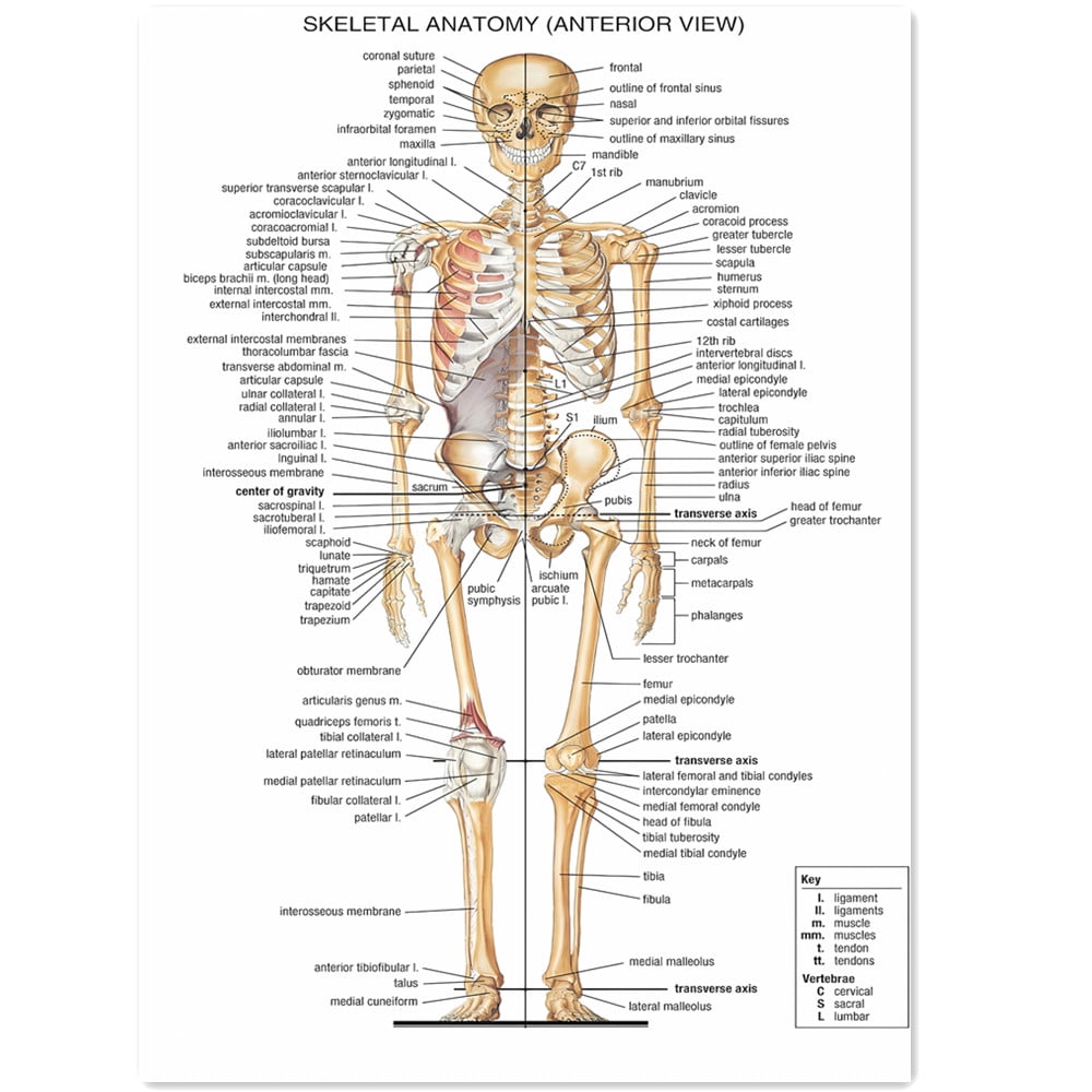 SKELETAL ANATOMY (ANTERIOR VIEW) Posters & Prints Wall Chart - Medical ...