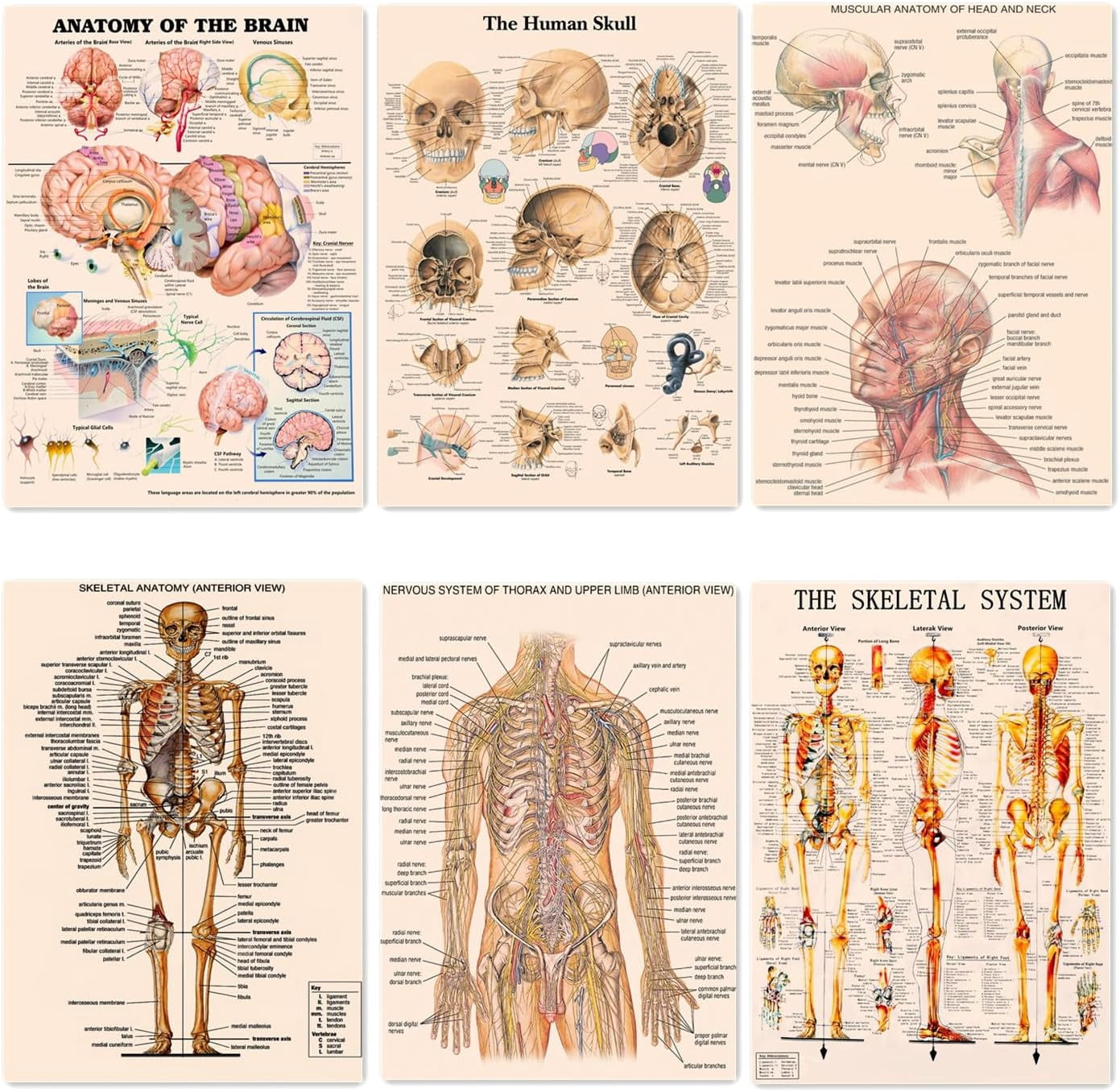 SKELETAL Skull NERVOUS SYSTEM, THE BRAIN HEAD AND NECK ANATOMY Picture ...