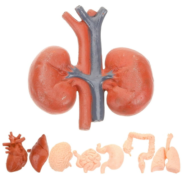 SKISUNO 8Pcs Multi-colored PVC Simulation Organ Model for Realistic ...