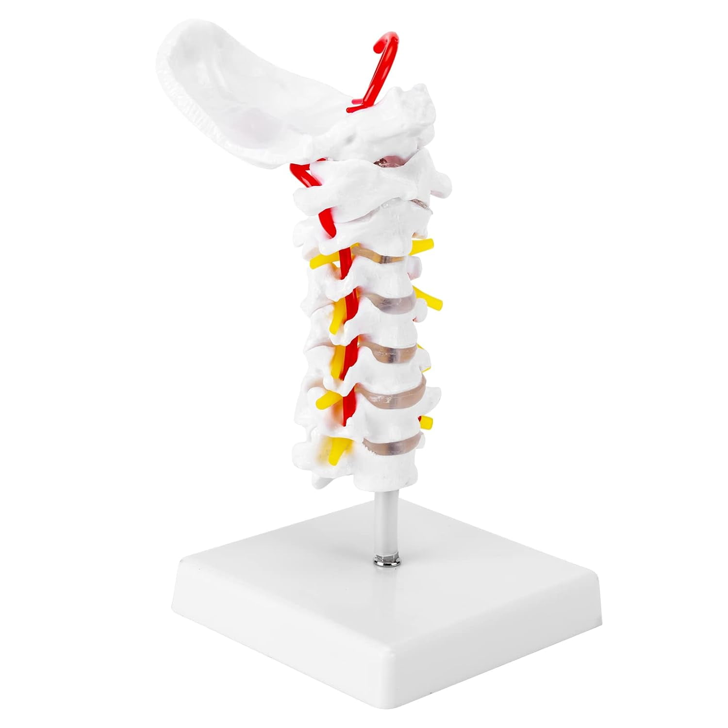 SKUMOD Cervical Spine Model, Life-Size Human Cervical Spine Anatomical ...