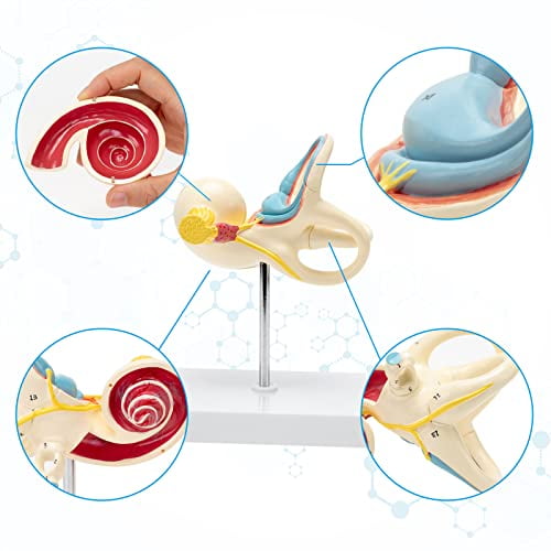 SKUMOD Inner Ear Model, Consisting of Inner Ear Labyrinth (Including ...