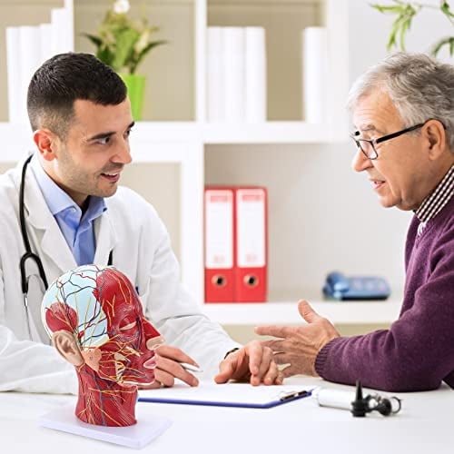 SKUMOD Study Model, 1:1 Human Head Superficial Neurovascular Model ...