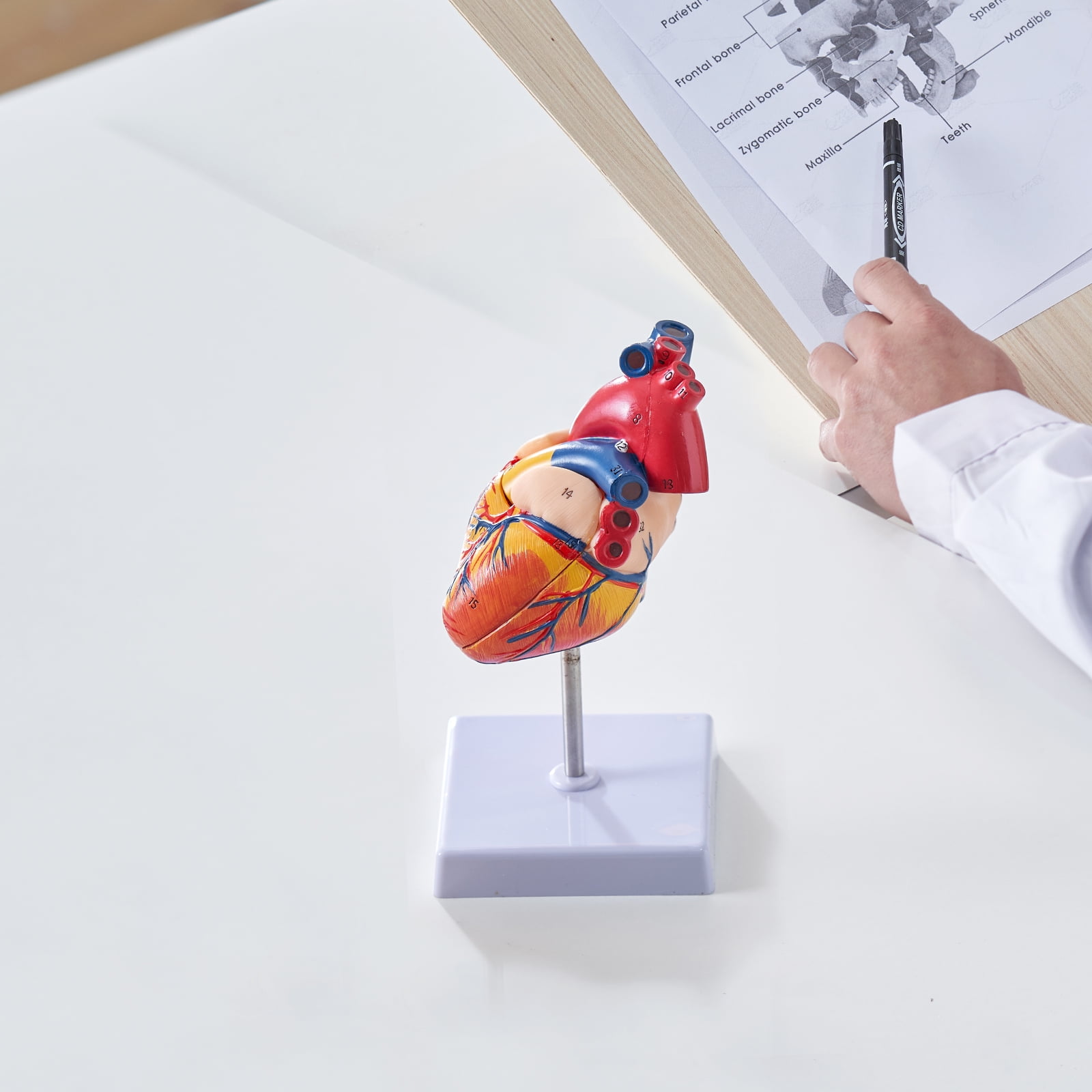 KFFKFF Anatomical Human Heart Model Heart Teaching Model 1:1 Life Size ...