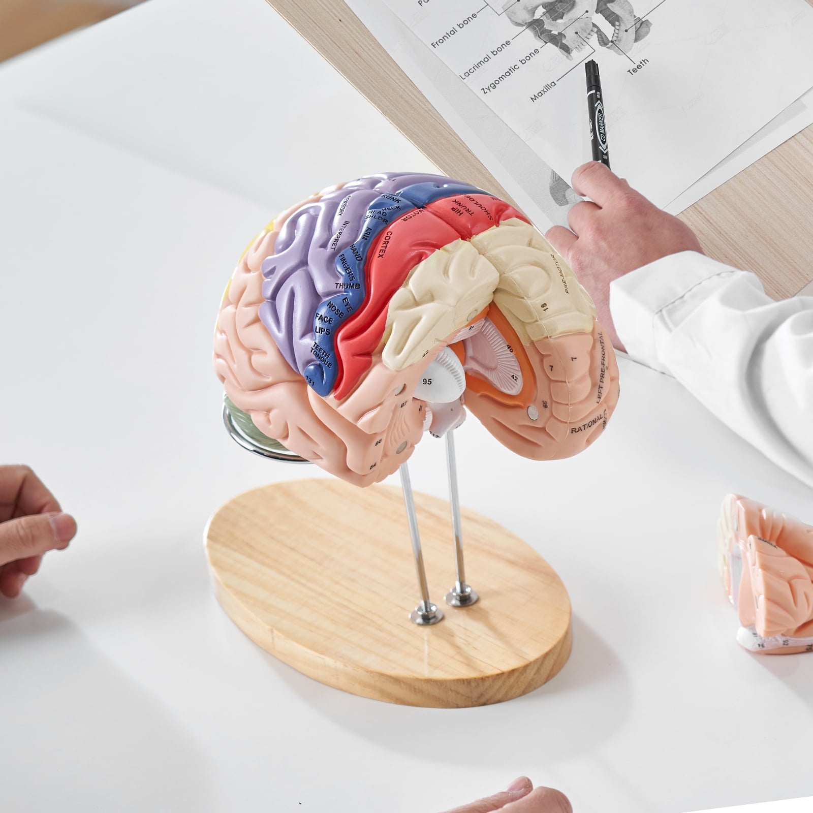 KFFKFF Human Brain Model 2X Enlarged Anatomy Teaching Brain Model 4 ...