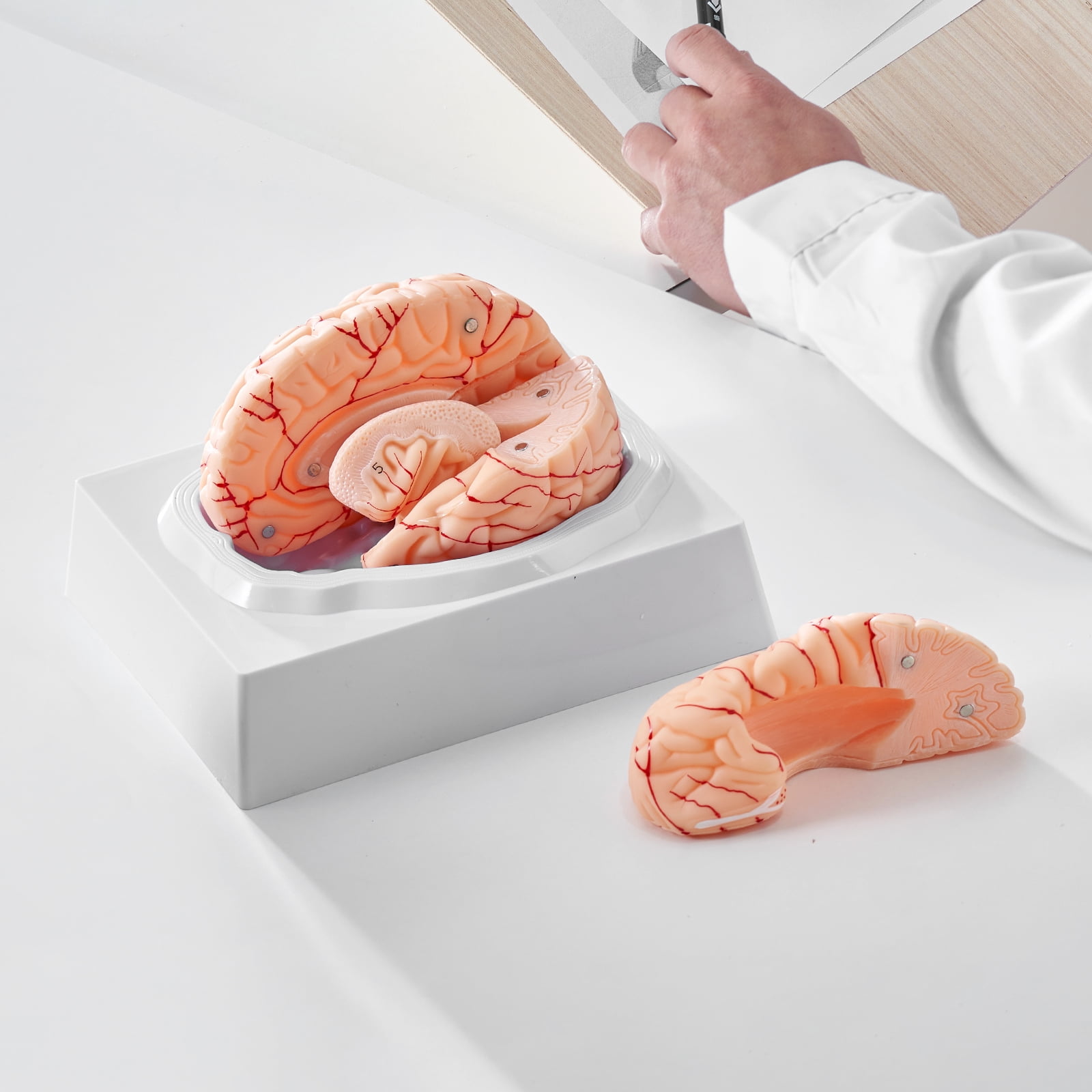 KFFKFF Anatomy Models for Classroom Brain Demonstrations - Walmart ...