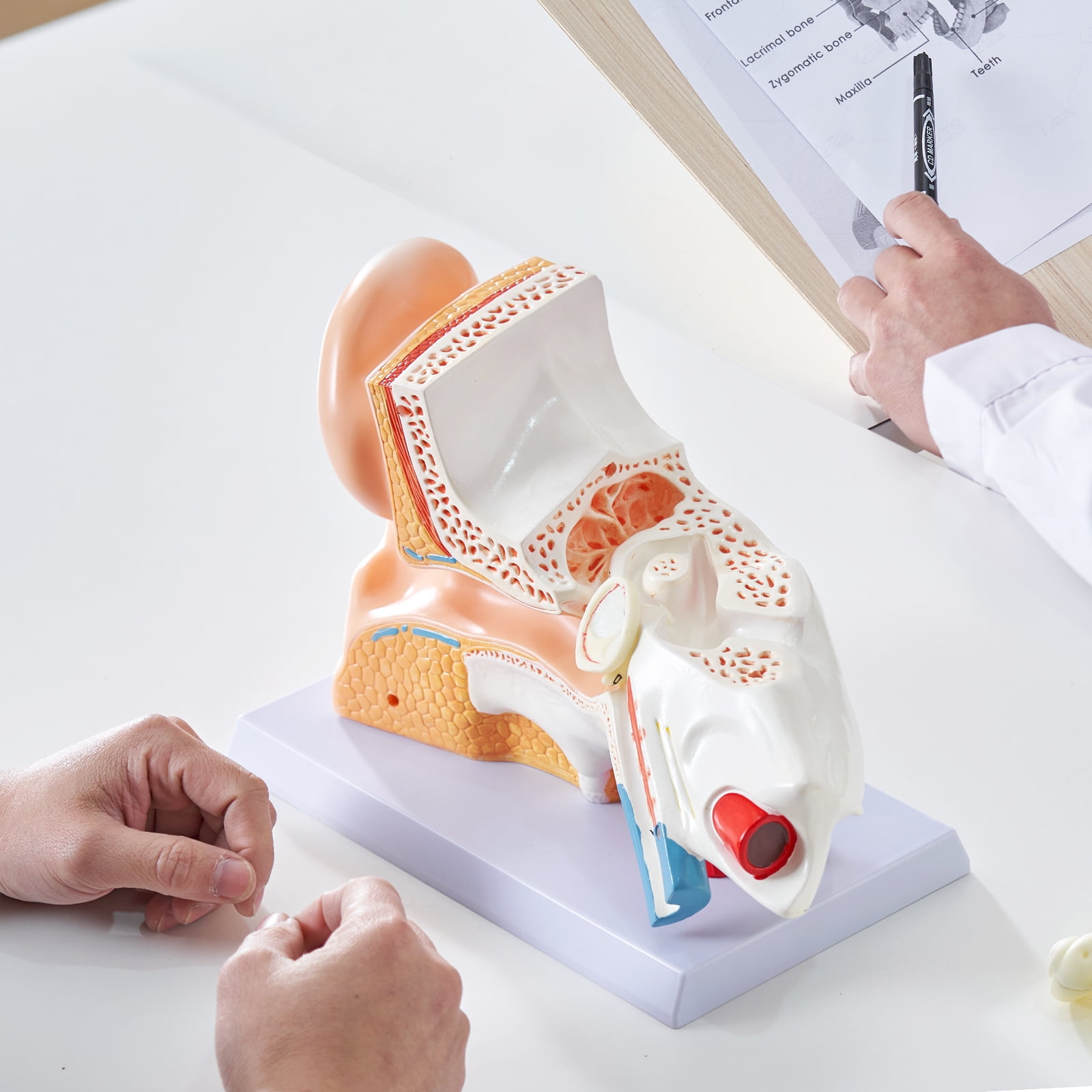 KFFKFF Human Ear Anatomy Model Anatomical Ear Teaching Model 5 Times ...