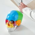 Free Shipping! SKYSHALO Human Skull Model Anatomical Skull Model 22 ...