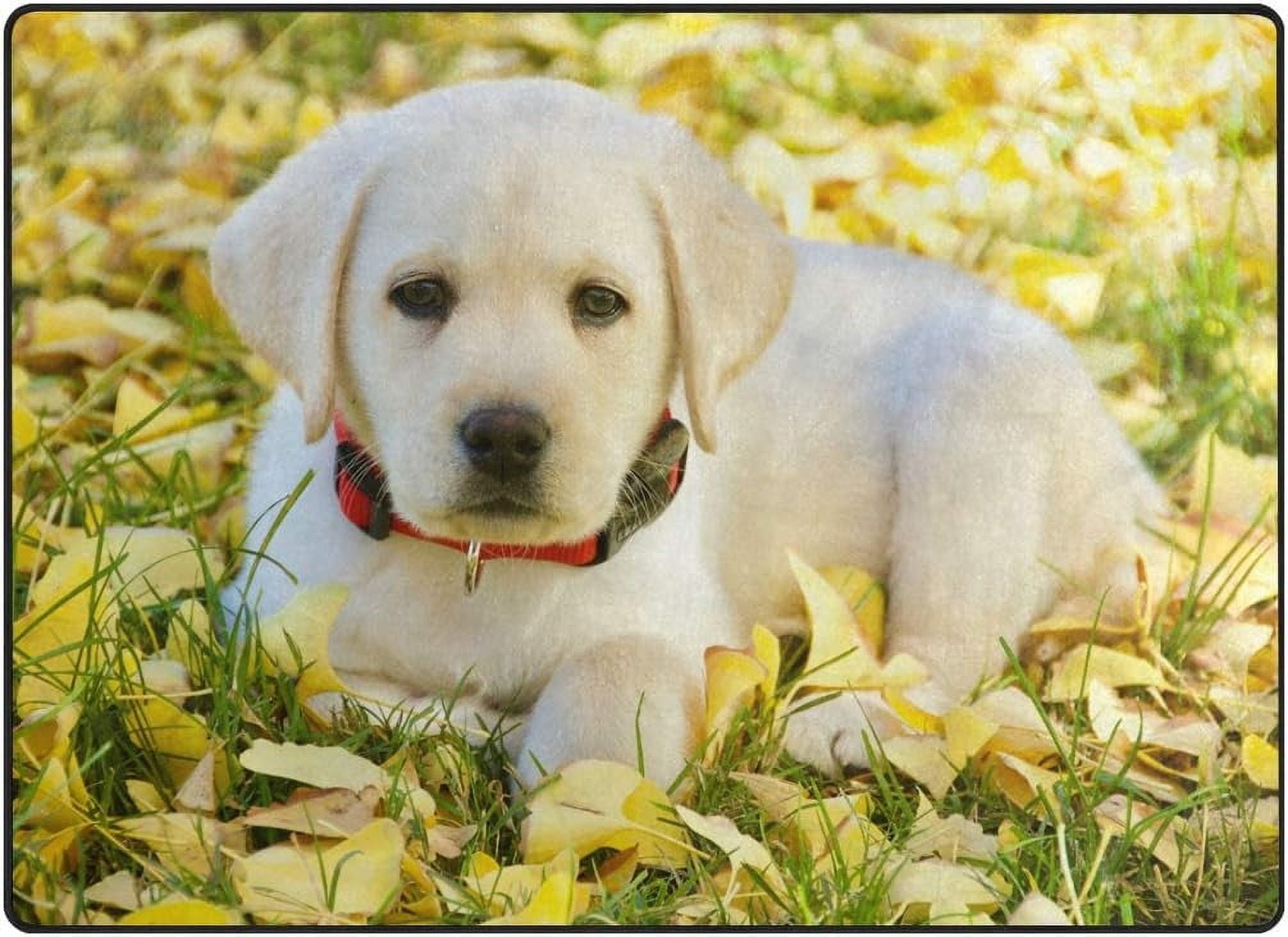 SKYSONIC Area Rug Pad Labrador Retriever with Red Collar Nursery Rugs ...