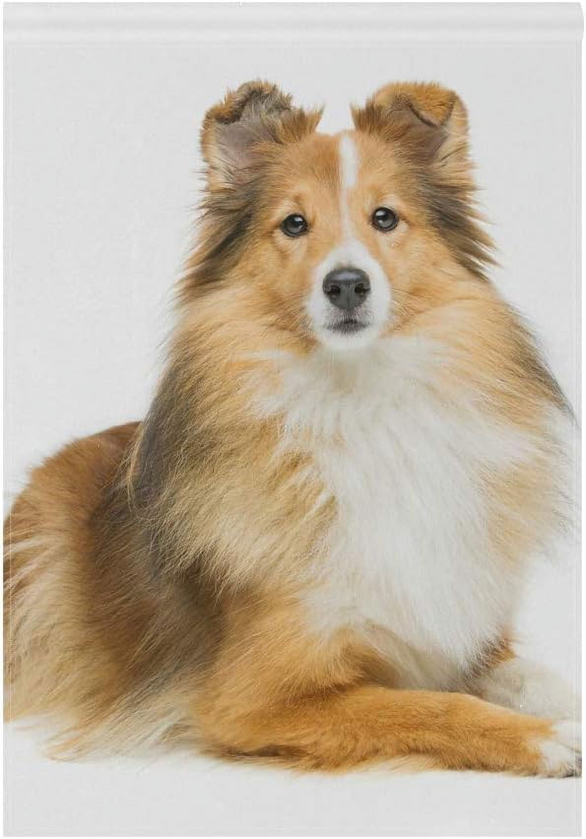 SKYSONIC Garden Flag Brown Sheltie Dog Double-Sided Printed House ...