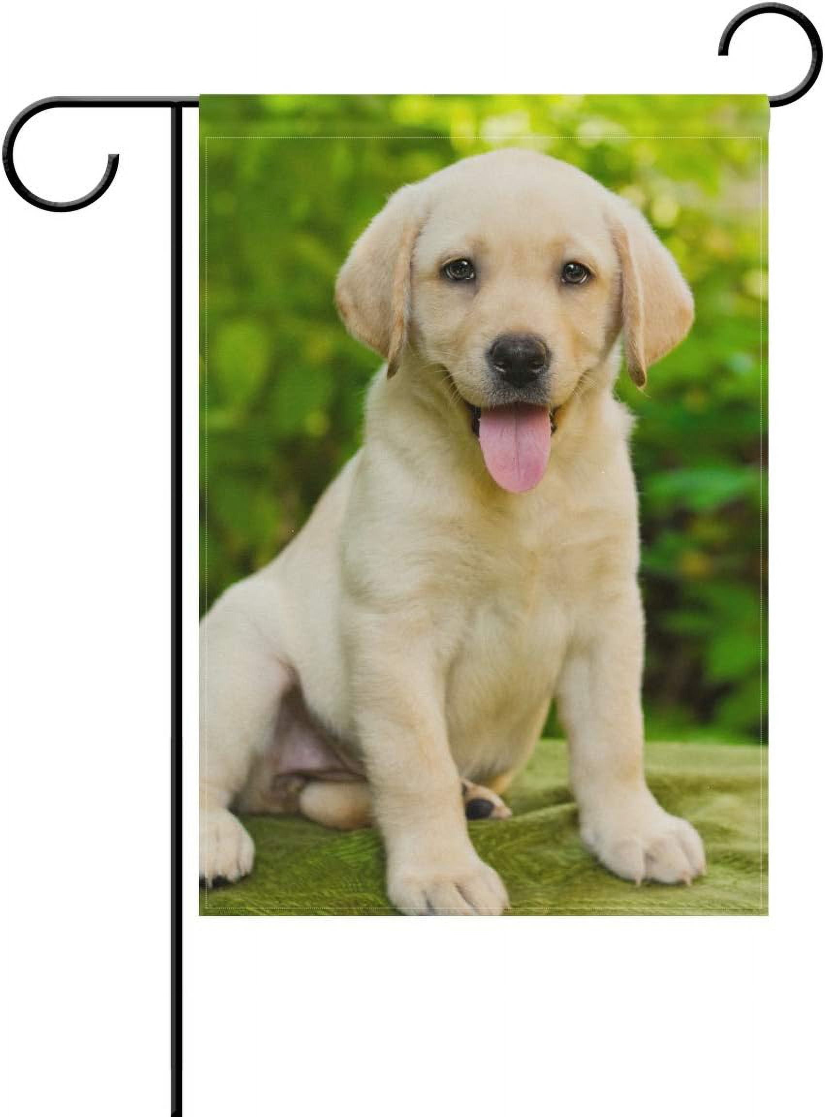 SKYSONIC Garden Flag Labrador Retriever Puppy in The Yard Double-Sided ...