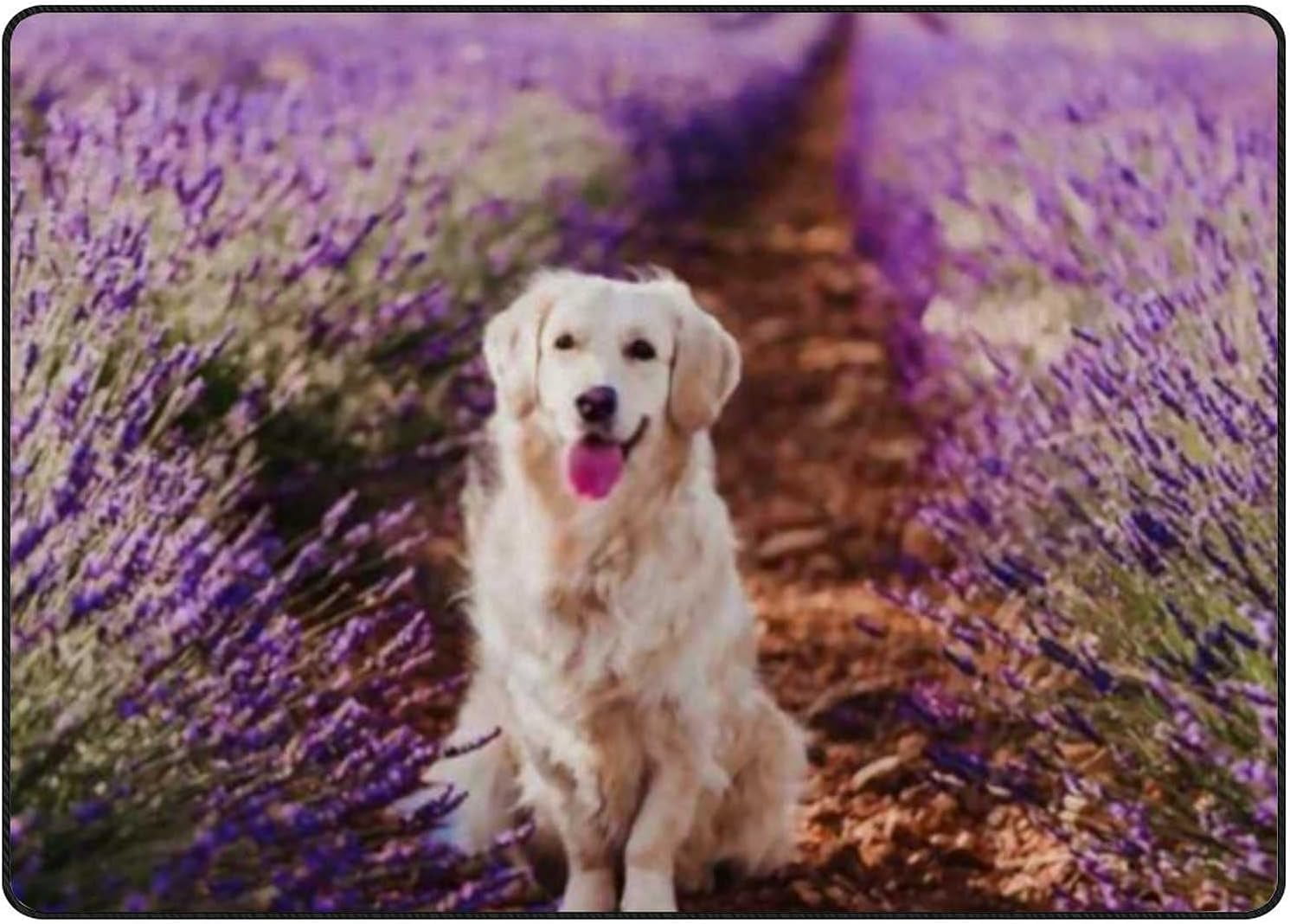 SKYSONIC Lightweight Soft Area Rugs Adorable Golden Retriever Dog in ...