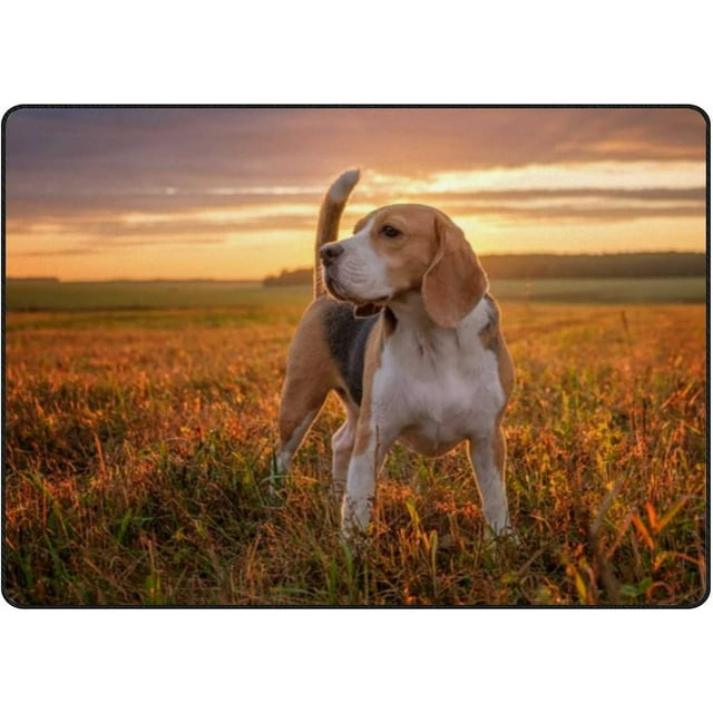SKYSONIC Lightweight Soft Area Rugs Beagle Dog On The Beautiful Sunset ...