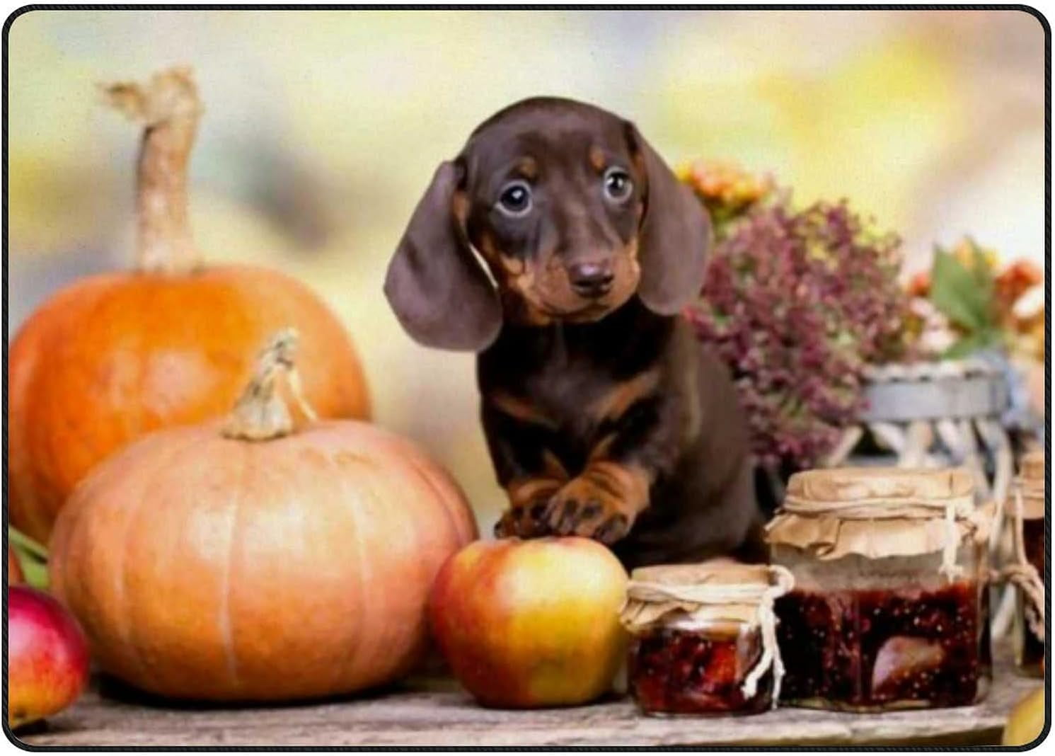 SKYSONIC Lightweight Soft Area Rugs Dogs Dachshunds Puppy and Pumpkins ...