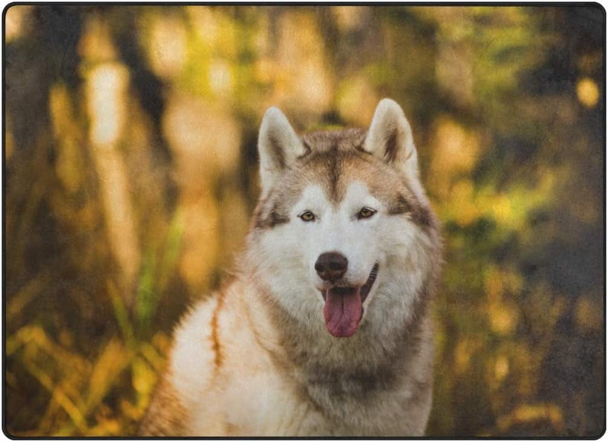 SKYSONIC Lightweight Soft Area Rugs Siberian Husky Posing in The Bright ...