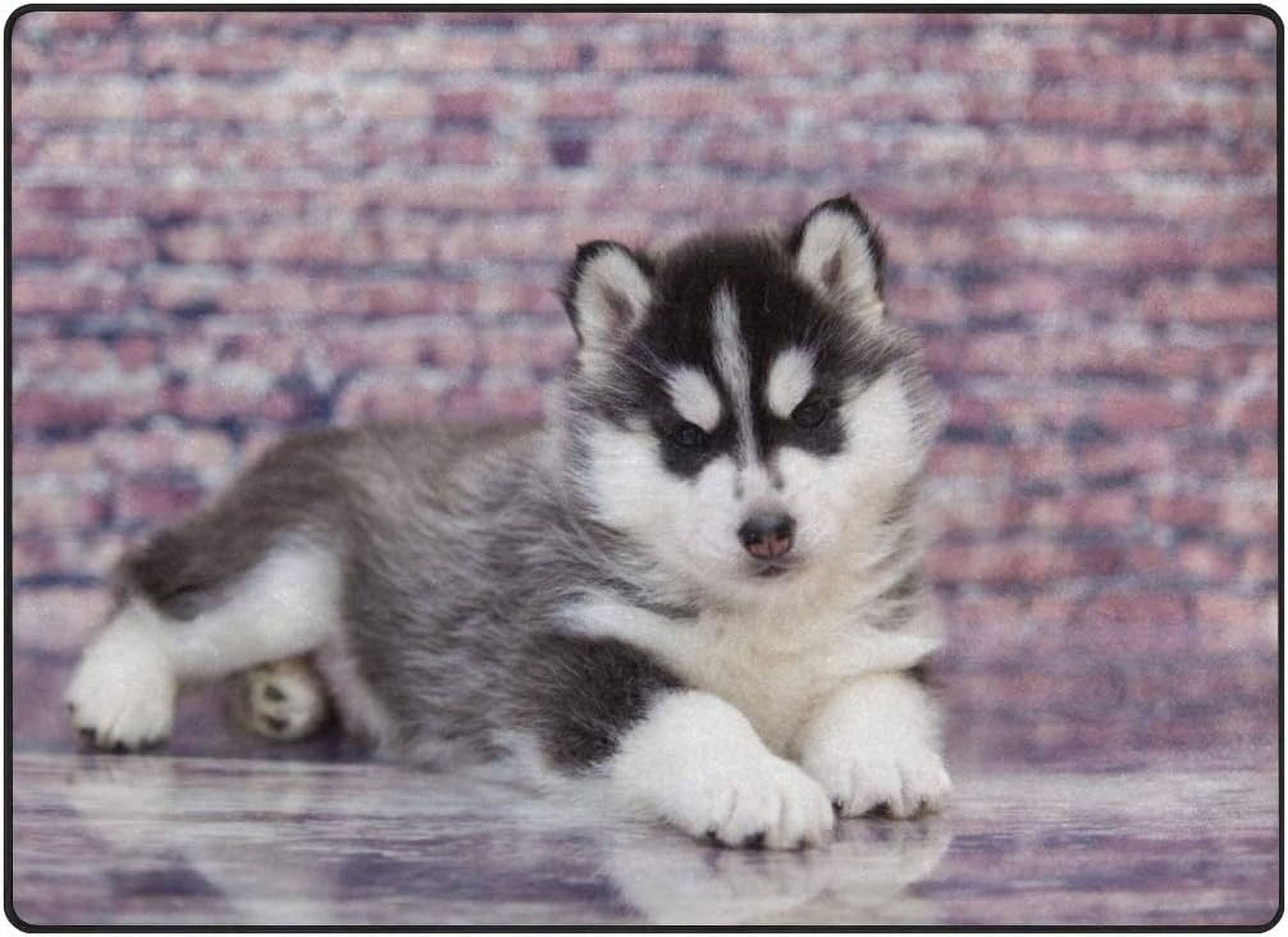 SKYSONIC Lightweight Soft Area Rugs Siberian Husky Puppy Floor Mat for ...