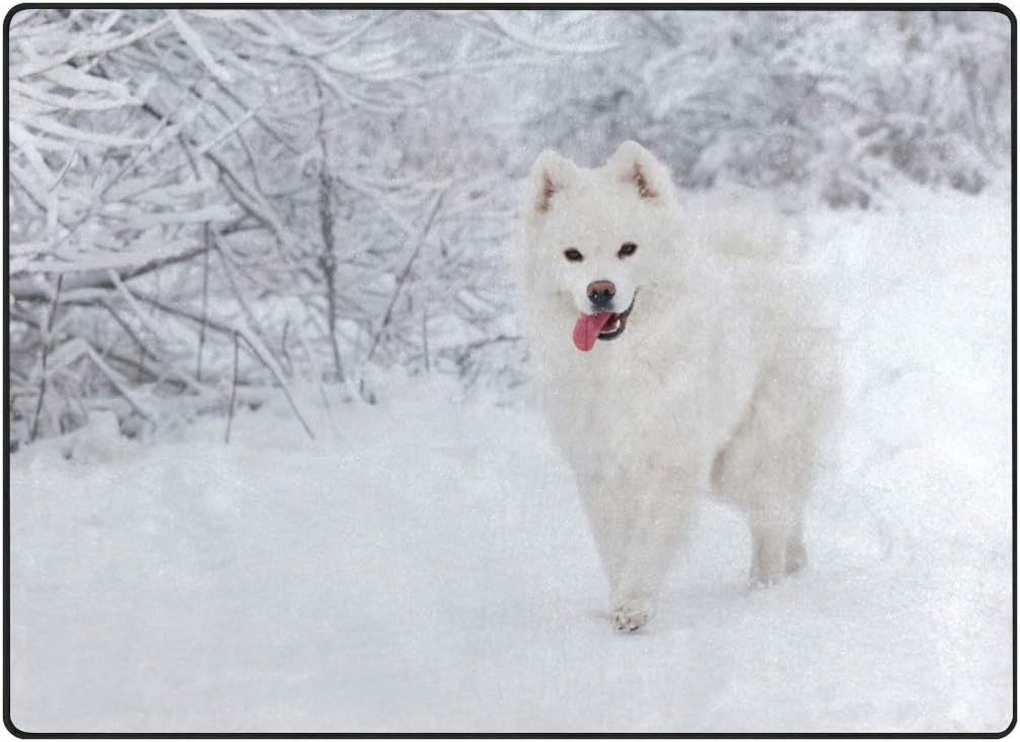 SKYSONIC Lightweight Soft Area Rugs White Dog Samoyed Walks in The ...
