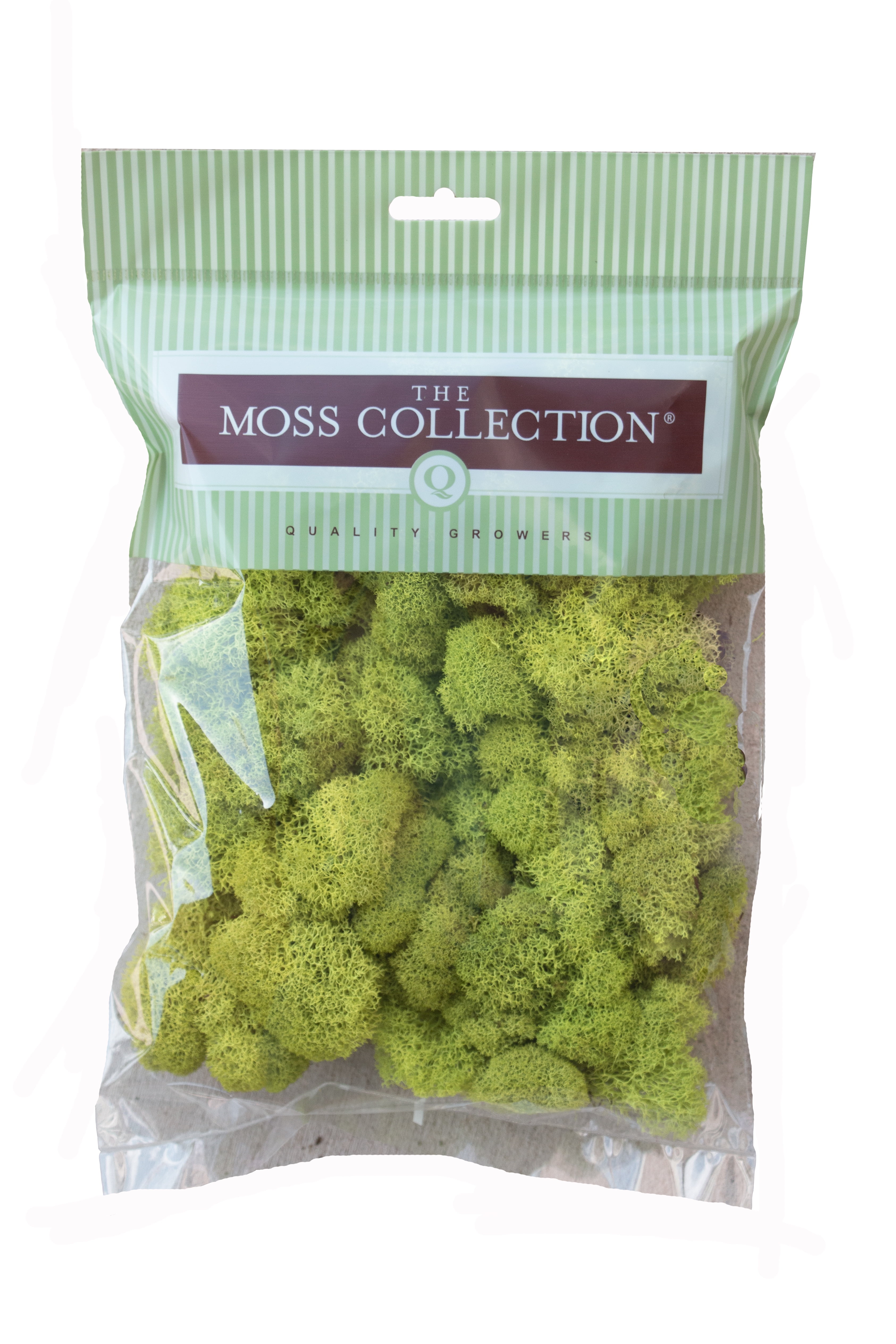 Preserved Reindeer Moss (Chartreuse/Small) - Walmart.com