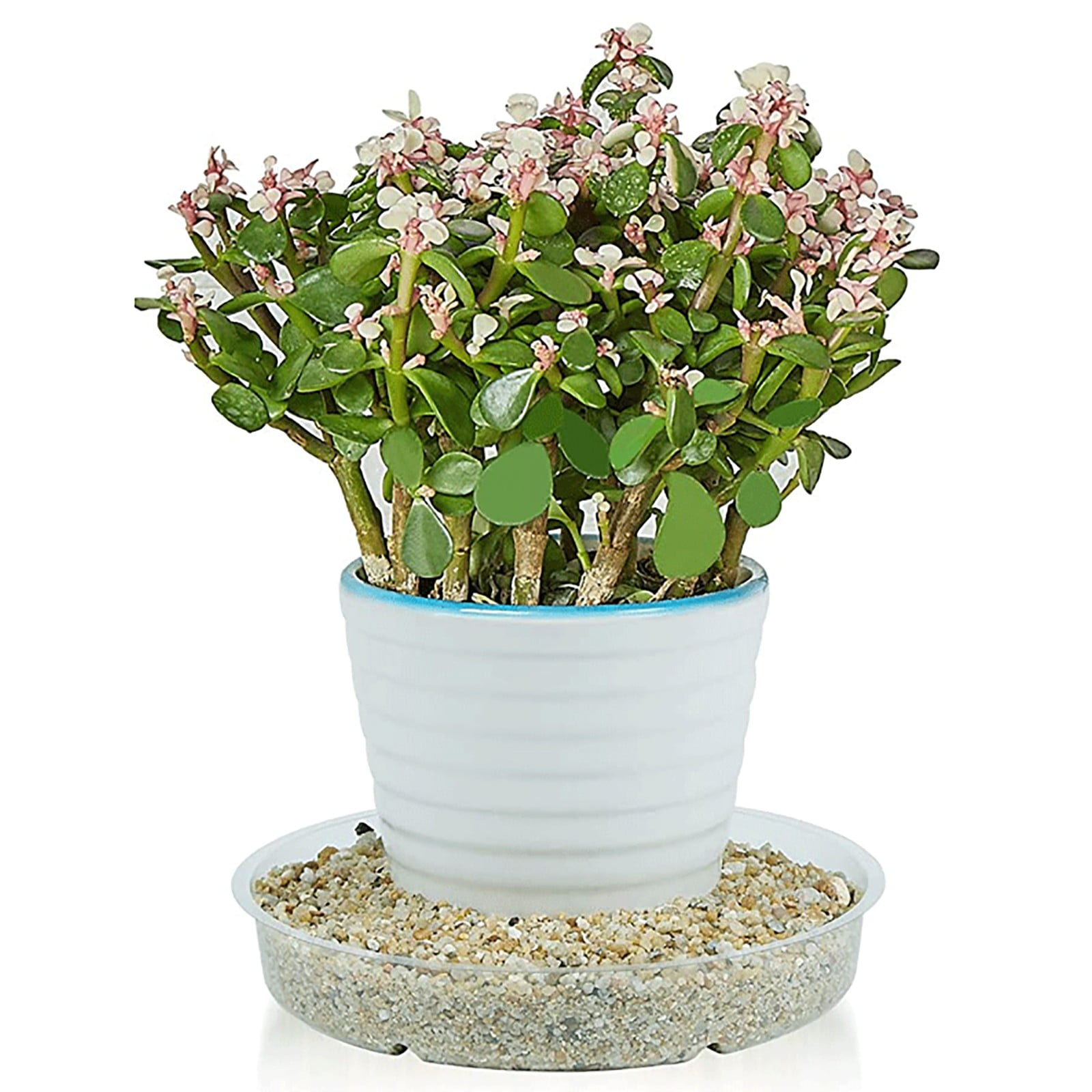 SMKE Plastics Drip Pan Plant Saucers (5-Pack) - Clear Plant Trays,Round ...