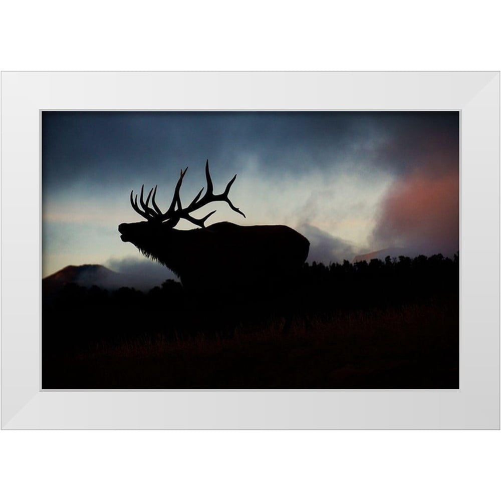 SMO 18x13 White Modern Wood Framed Museum Art Print Titled - Bugling ...