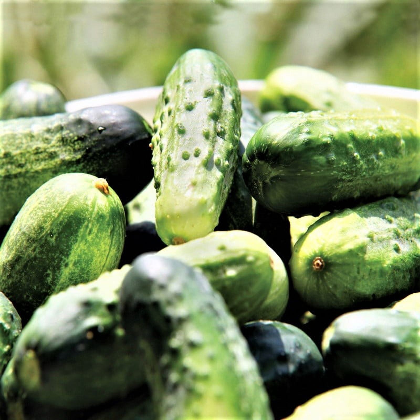 SMR 58 Cucumber Seeds - 100 Count Seed Pack - Non-GMO - A Vigorous ...