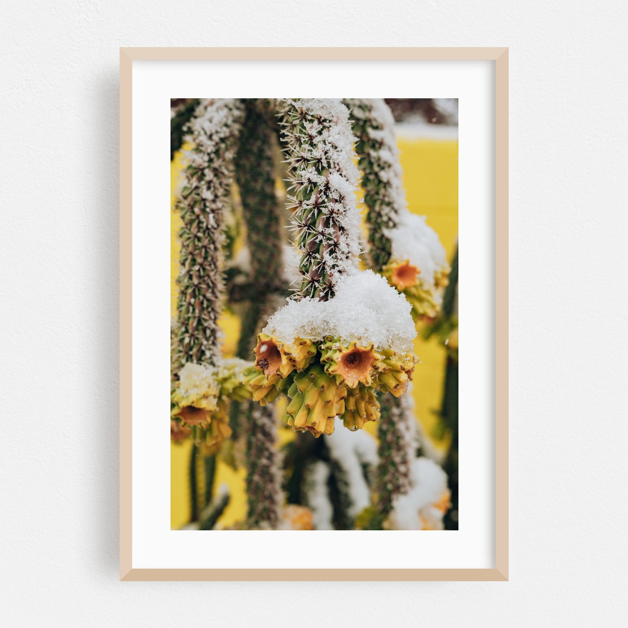 SNOW FALLING ON CACTI - Santa Fe New Mexico Photography Cactus Snow ...