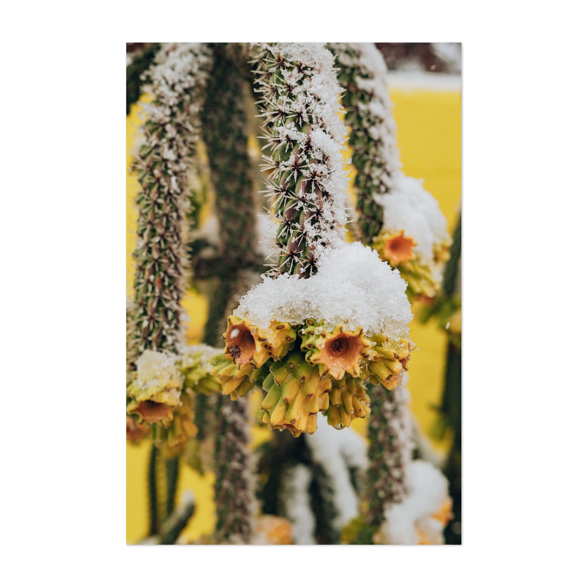 SNOW FALLING ON CACTI - Santa Fe New Mexico Photography Cactus Snow ...