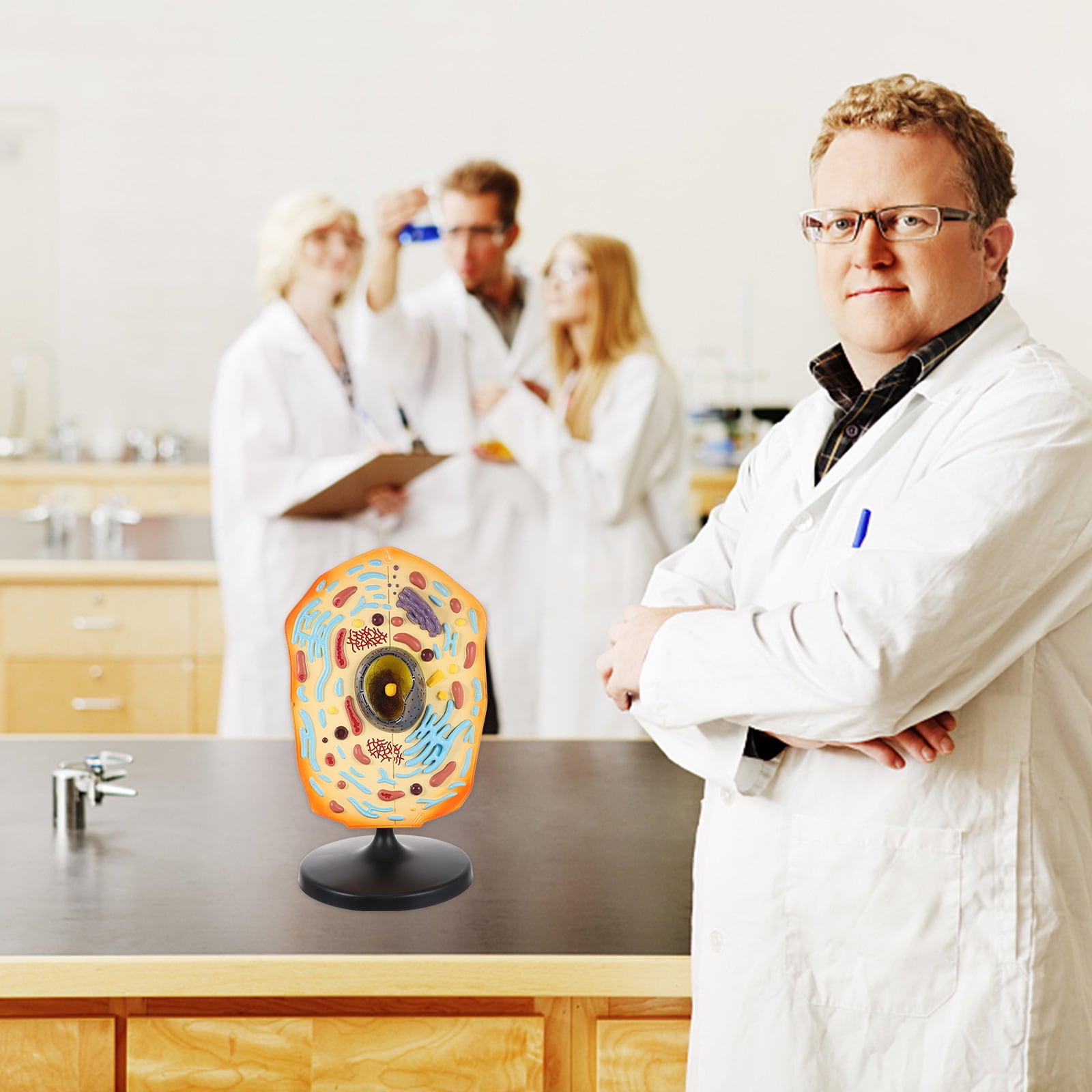 SOPOTUTU Animal Cell Display Aid ABS Assorted Color for Biology and ...