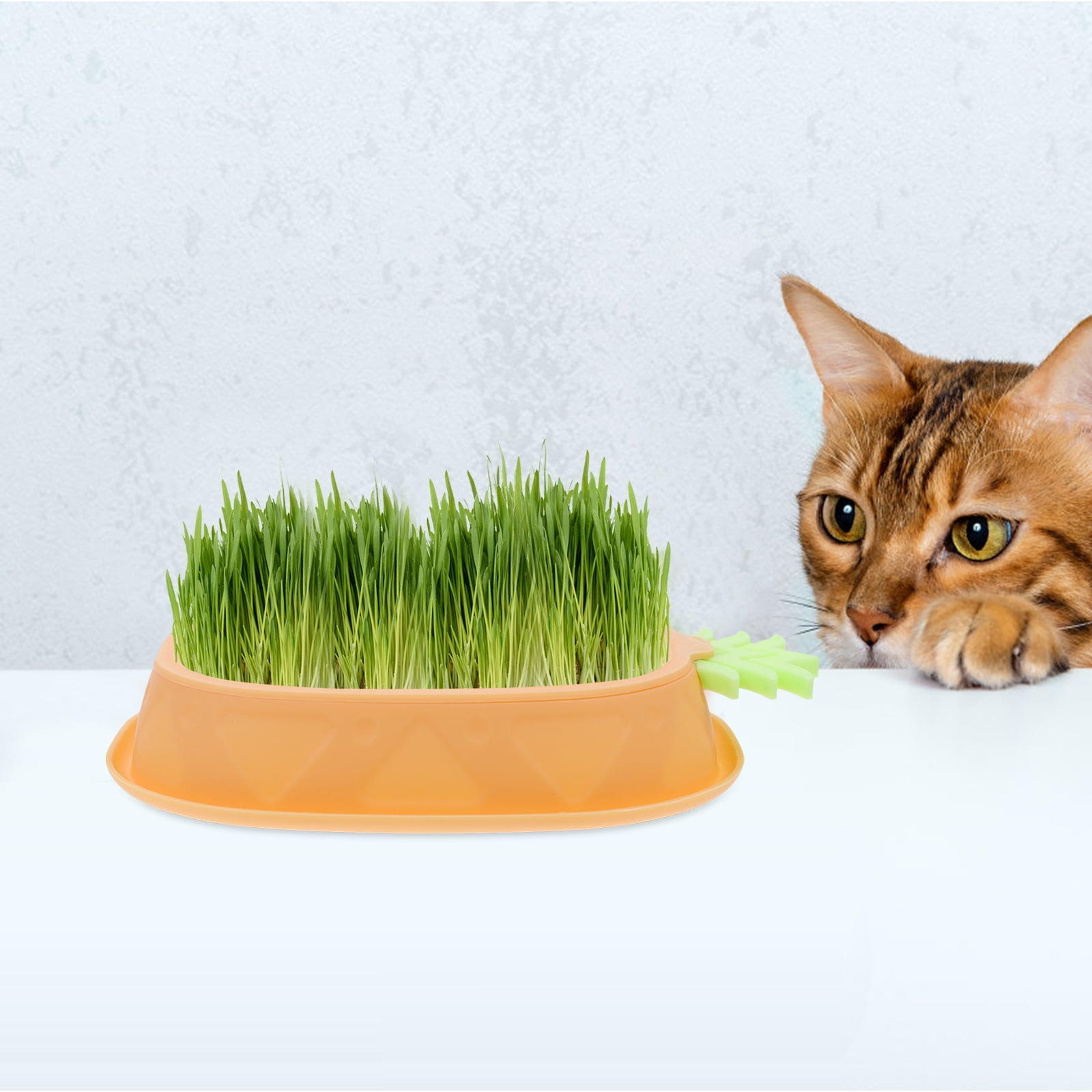 SOPOTUTU Cat Grass Growing Kit Hydroponic Cat Grass Planter Yellow for ...
