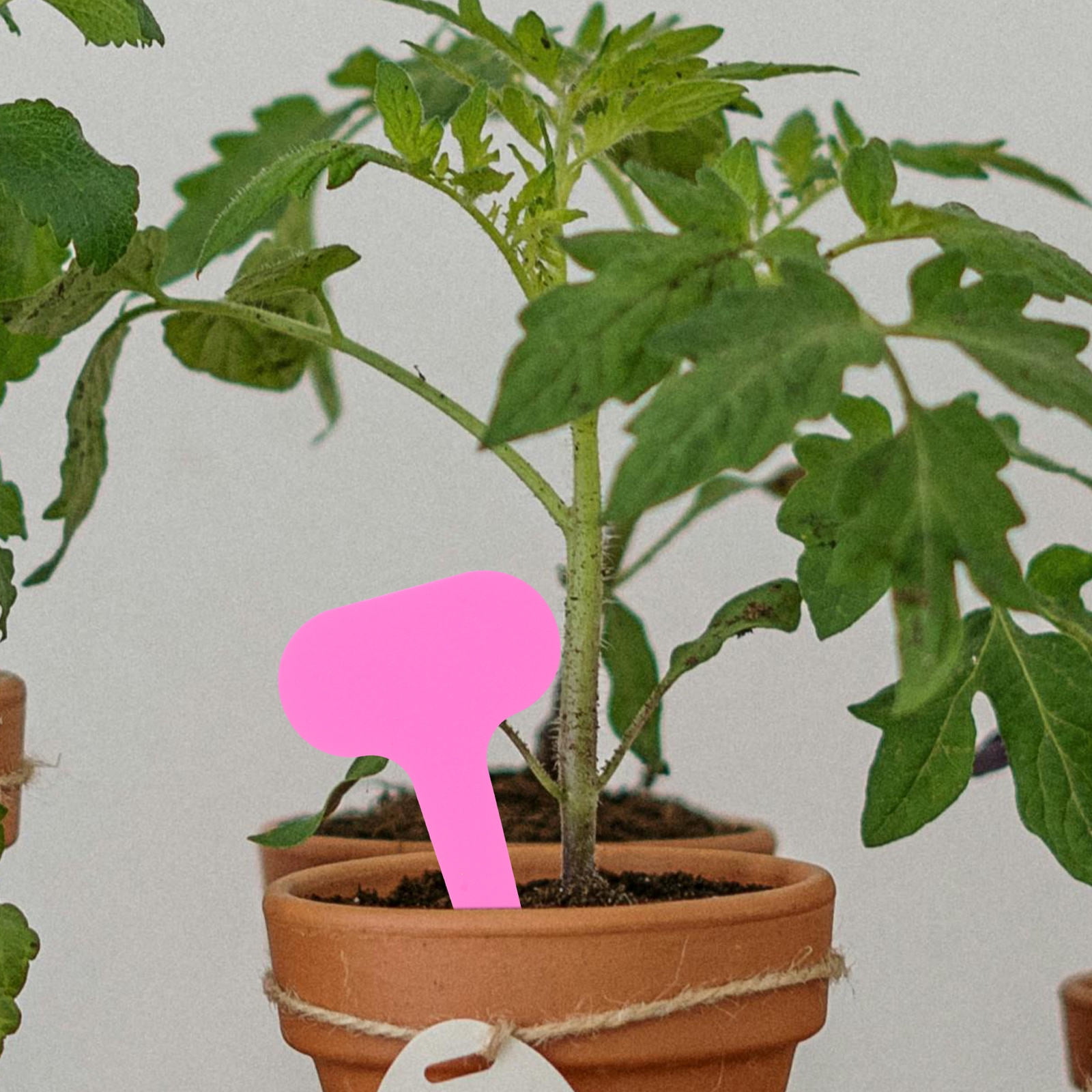 SOPOTUTU gardening labels T Labels Plastic White Garden Labels 600Set ...