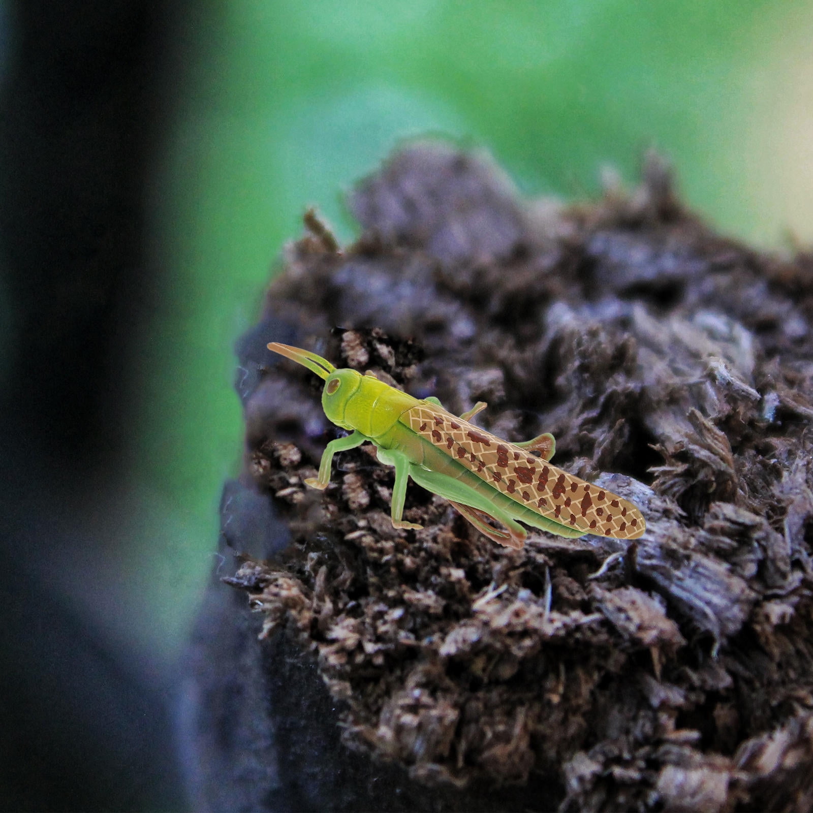 SOPOTUTU Realistic Plastic Insect Toys Growth Cycle Model for Teaching ...