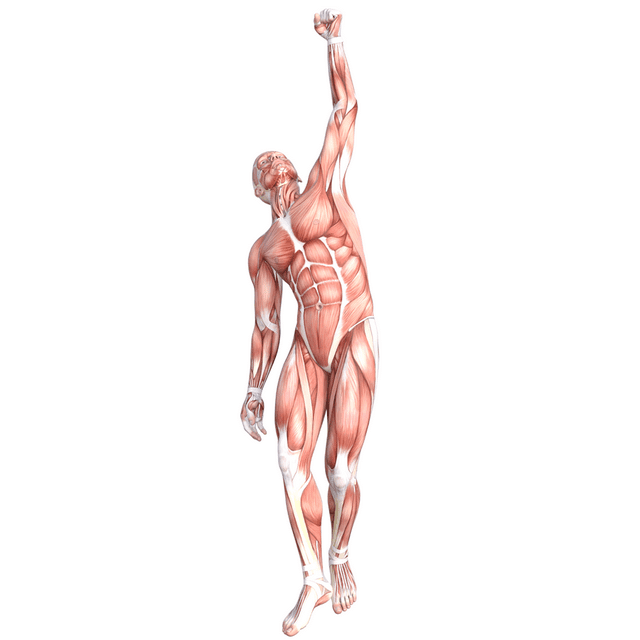SP12516 Anatomy Muscle Muscular System Cardboard Cutout Standee Standup ...