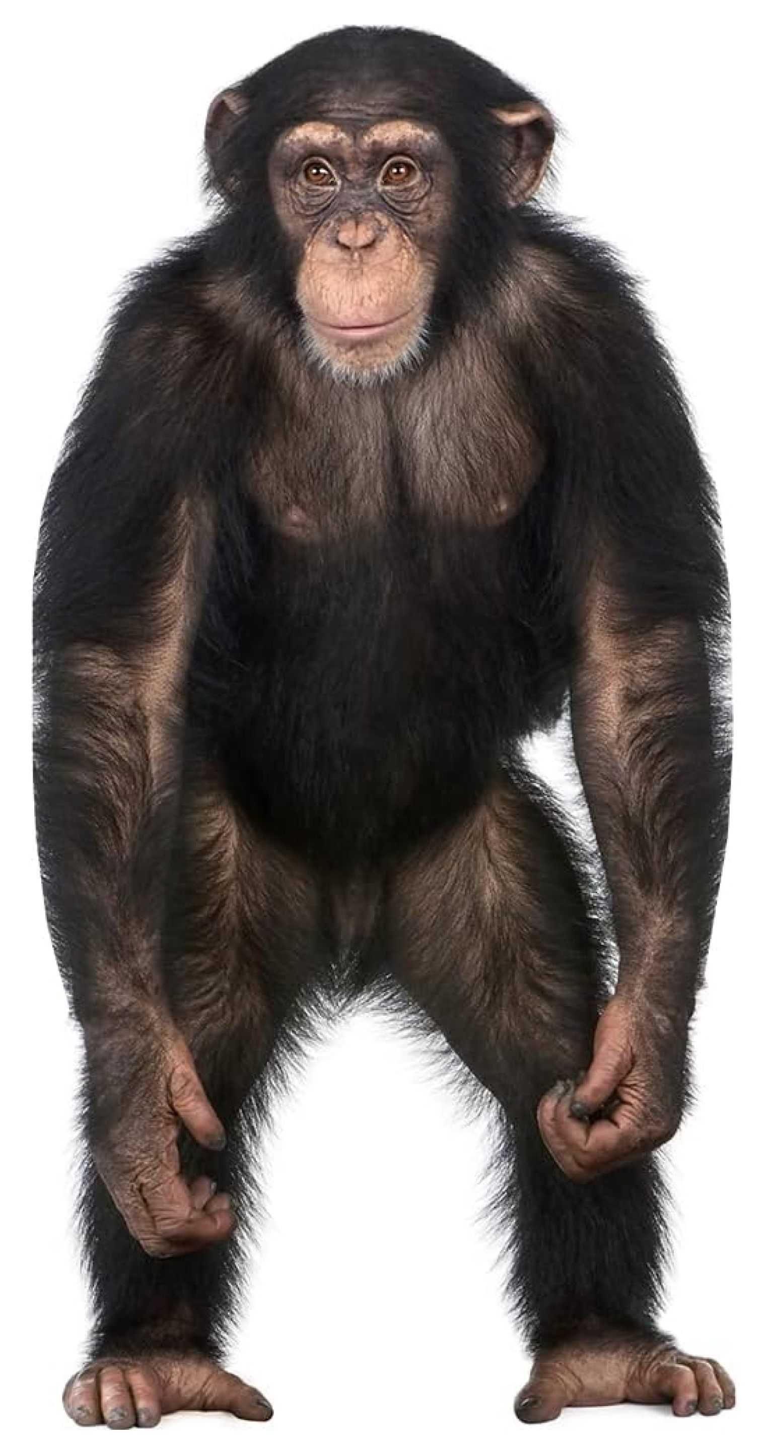 SP12529 Chimpanzee Animal Prop Cardboard Cutout Standee Standup ...
