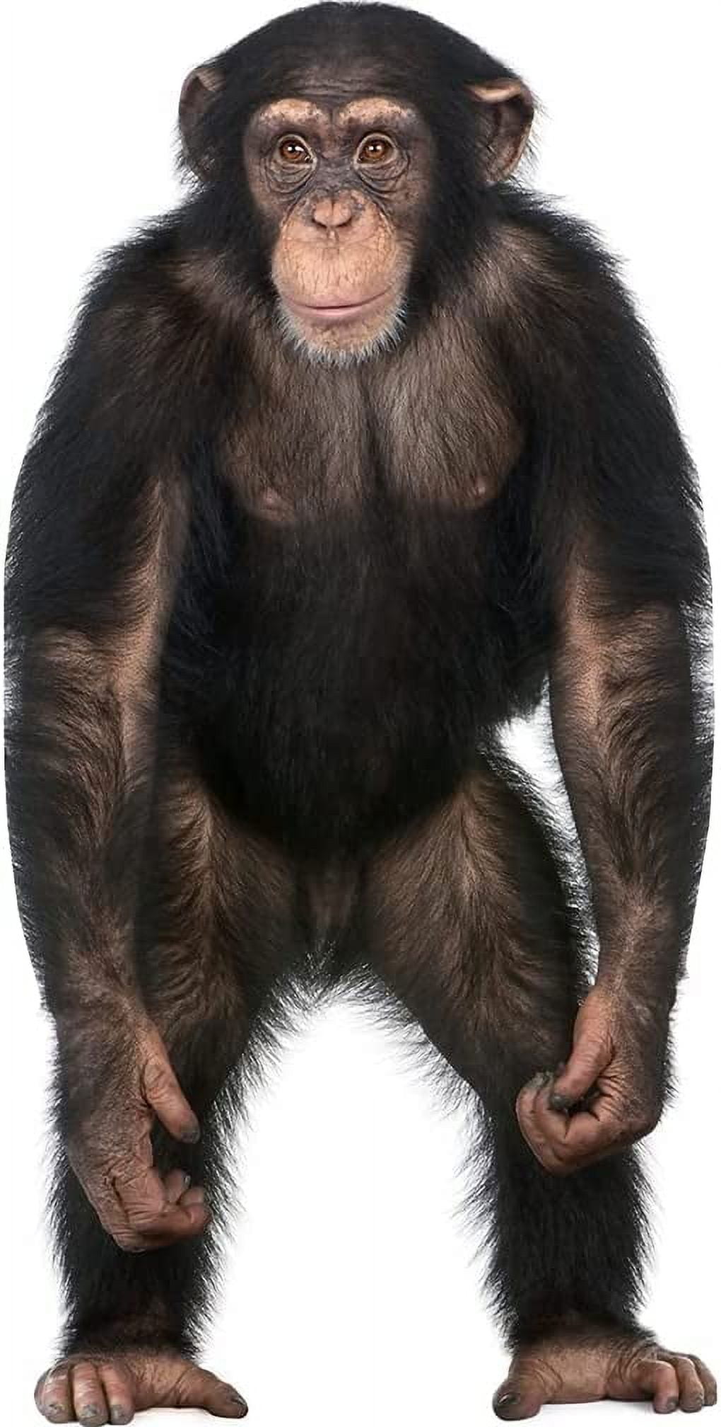 SP12529 Chimpanzee Animal Prop Cardboard Cutout Standee Standup ...