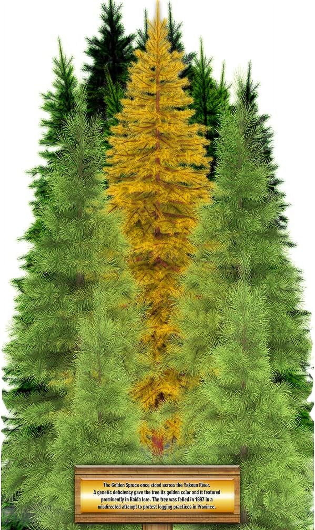 SP12621 Golden Spruce Most Famous Trees Cardboard Cutout Standee ...