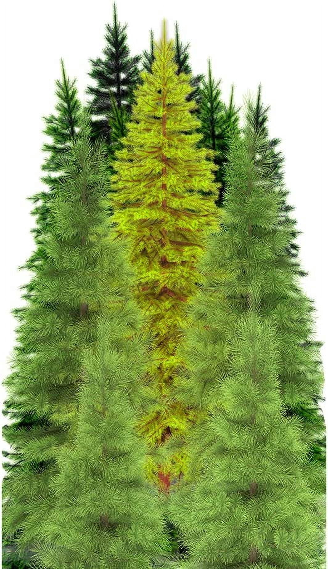 SP12622 Tree Group Forest 80 inch Cardboard Cutout Standee Standup ...