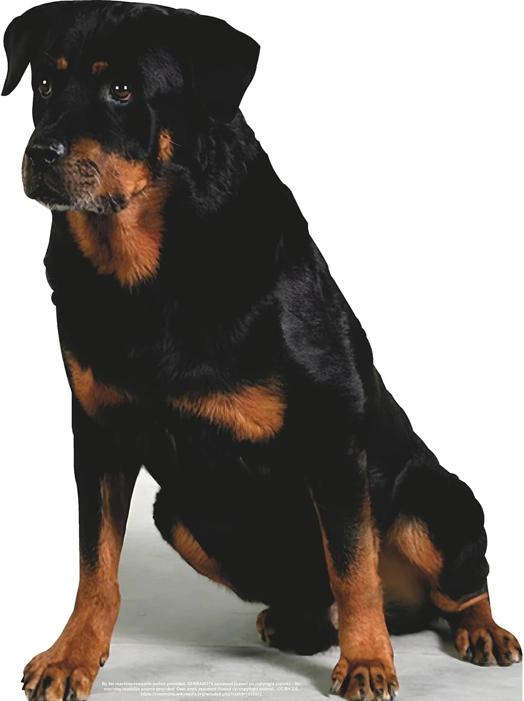 SP12801 Rottweiler Rottie Dog Puppy Sitting Cardboard Cutout Standup ...