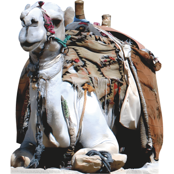 SP12922 Laying Camel Giza Egypt Cardboard Cutout Standee Standup ...