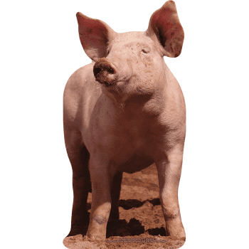 SP12942 Happy As A Pig In Dirt Cardboard Cutout Standee Standup ...