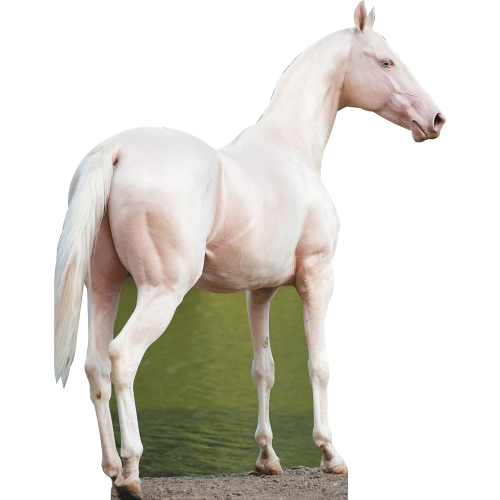 SP13118 Akhal - Teke Golden Horse Stallion Cardboard Cutout Standee ...