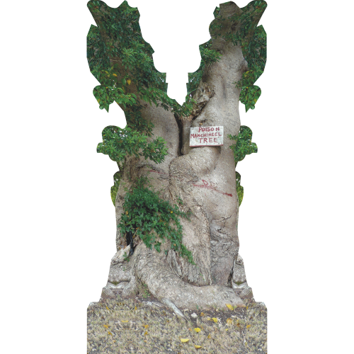 SP13249 Poison Apple of Death Manchineel Tree Barbados Cardboard Cutout ...