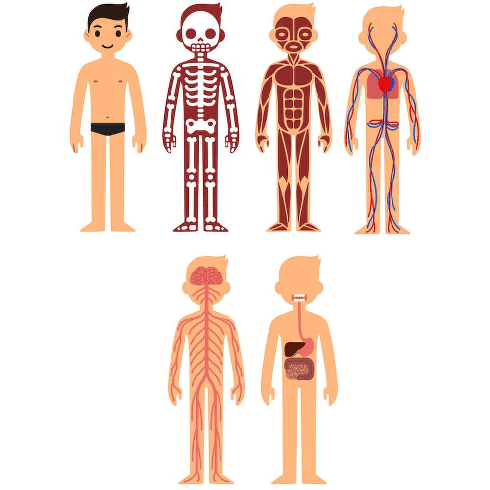 SP13285 Anatomy Body Diagram 6pack Skeletal Muscular Circulatory ...
