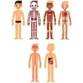 SP13285 Anatomy Body Diagram 6pack Skeletal Muscular Circulatory ...