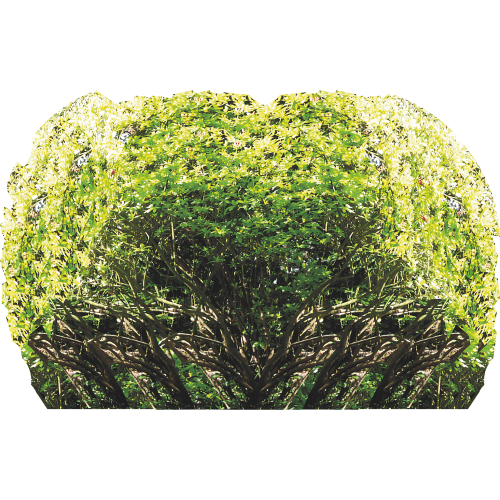 SP13298 Rhododendron Garden Bush Shrub Shrubbery Forest Cardboard ...