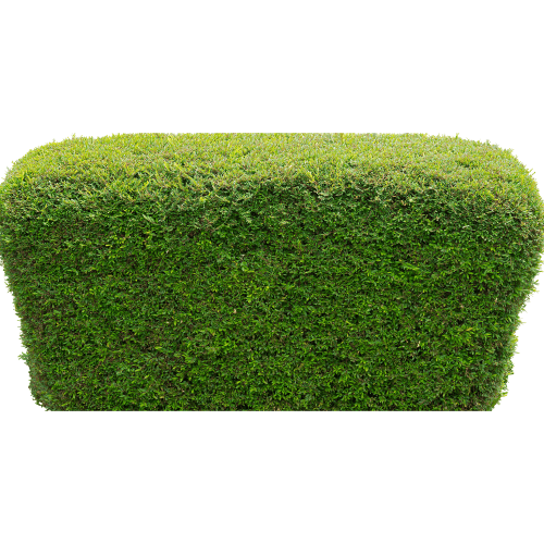 SP13310 Trimmed Bush Square Rectangular Garden Plant Prop Cardboard ...